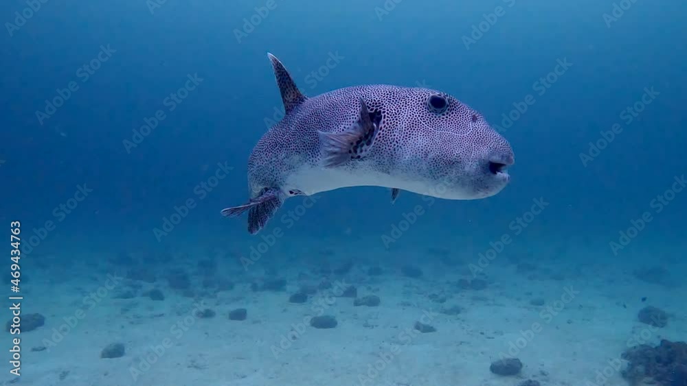 close up scene of Giant Puffer fish - under water film - The Gulf of ...