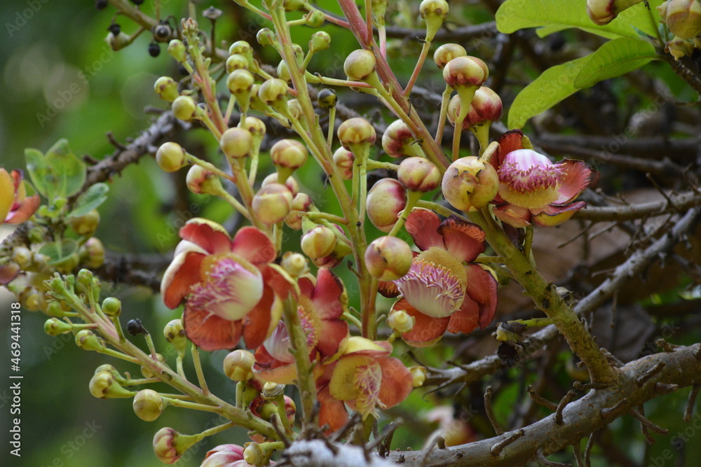 Couroupita guianensis, known by a variety of common names including ...