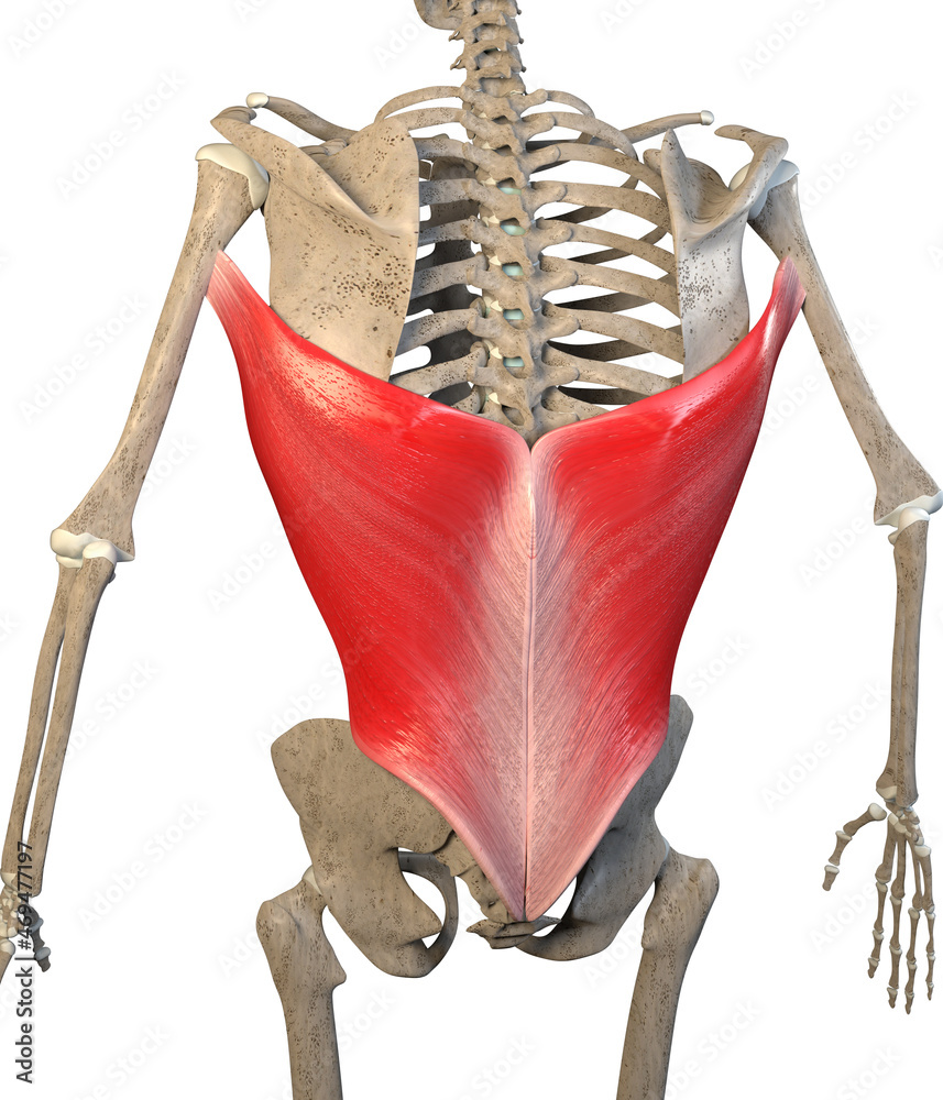 3d Illustration of Latissimus Dorsi Muscles on White Background ...