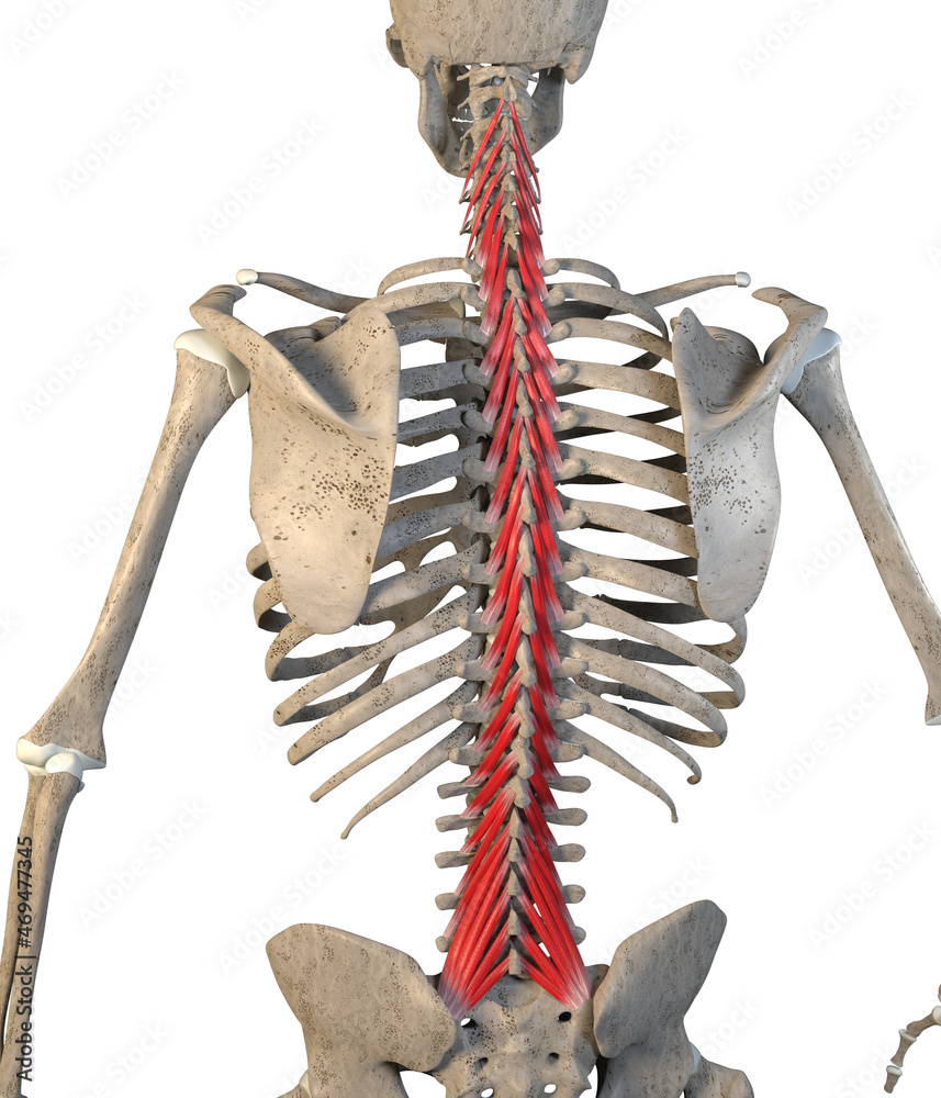 3d Illustration of Multifidus Muscles on a White Background Stock ...