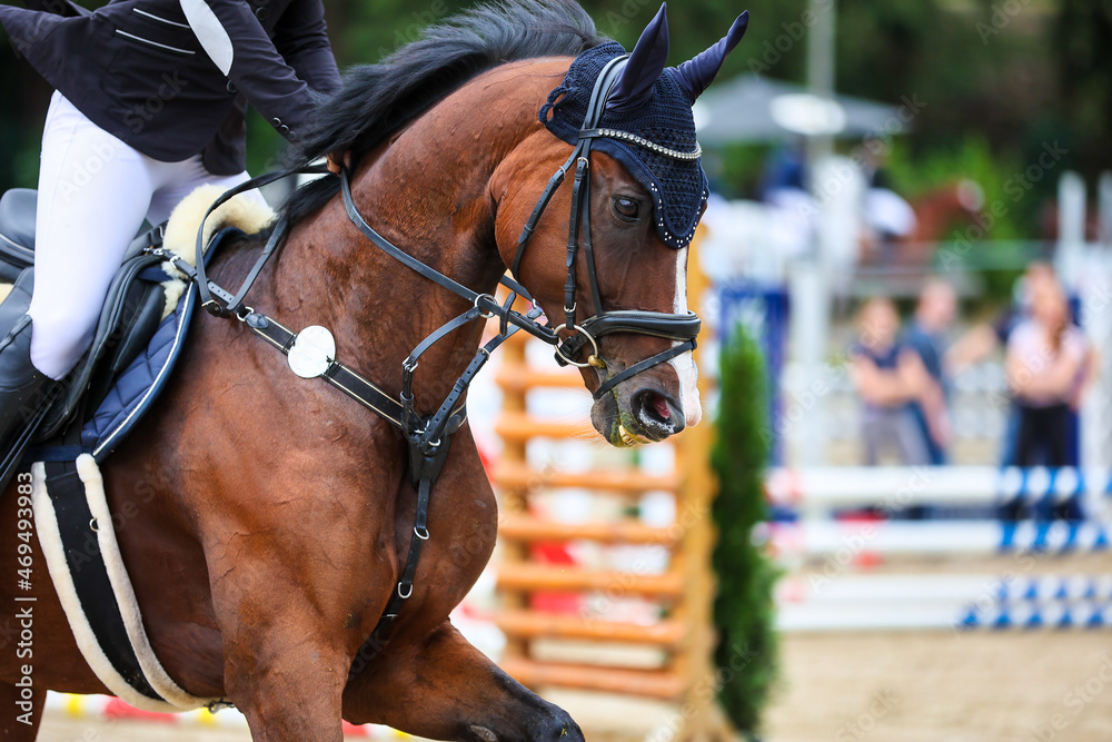 Jumping horse with rider in the jumping course, head portraits of horse ...