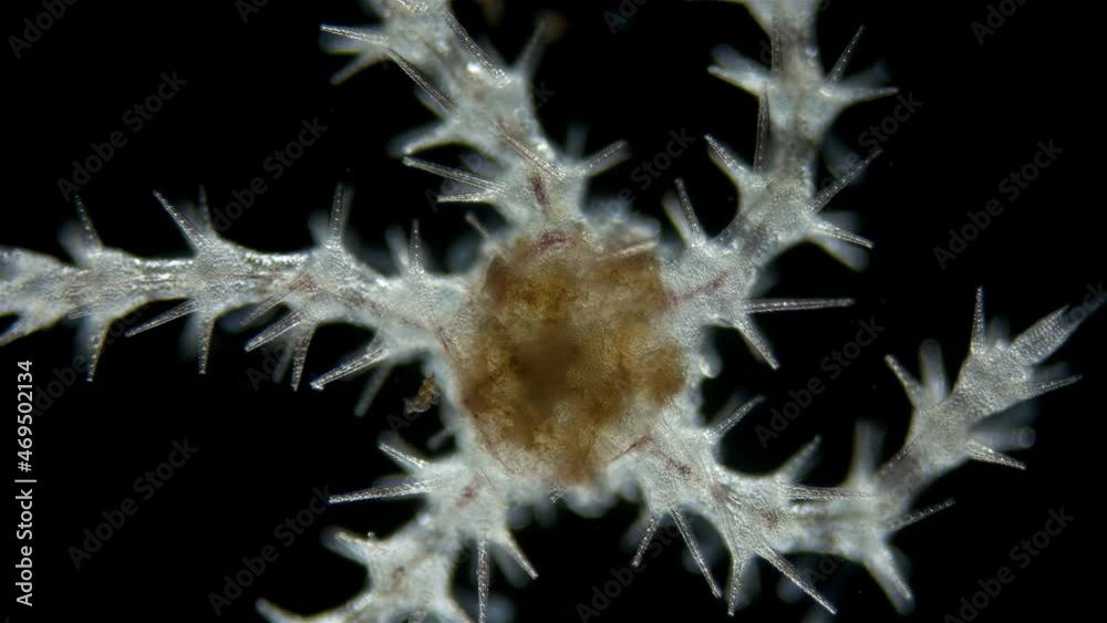 Class Ophiuroidea