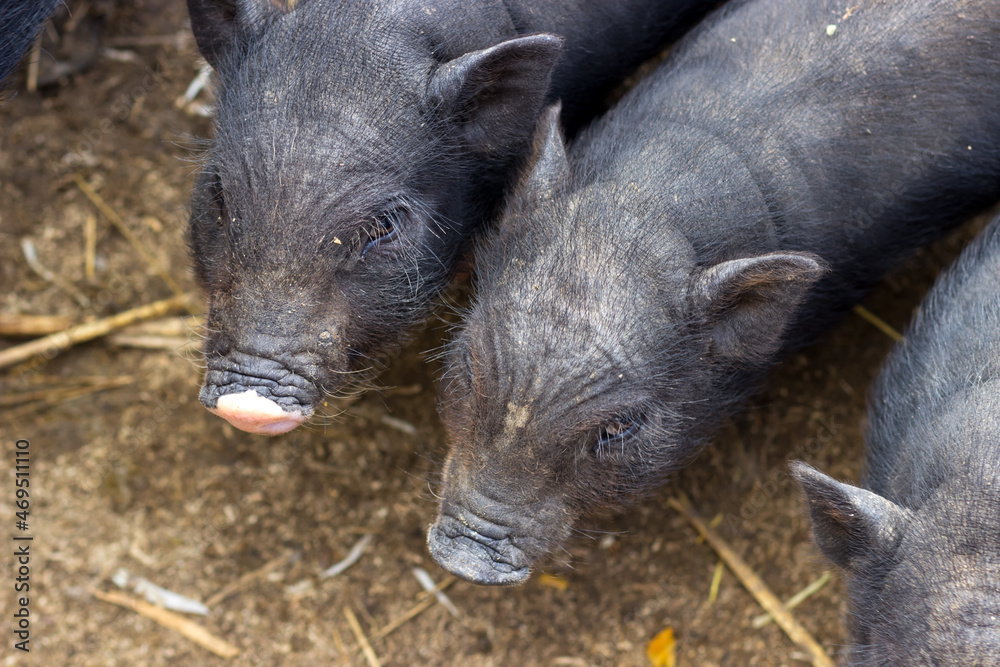 Three little pigs in the horn Stock Photo | Adobe Stock