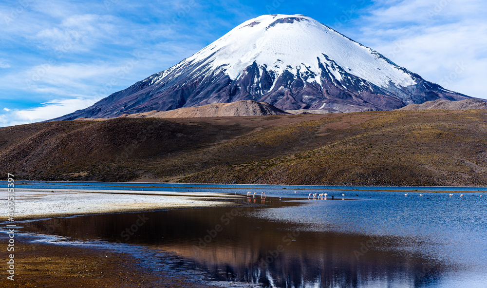 Fauna a los pies del volcán Parinacota sobre el lago Chungara ...