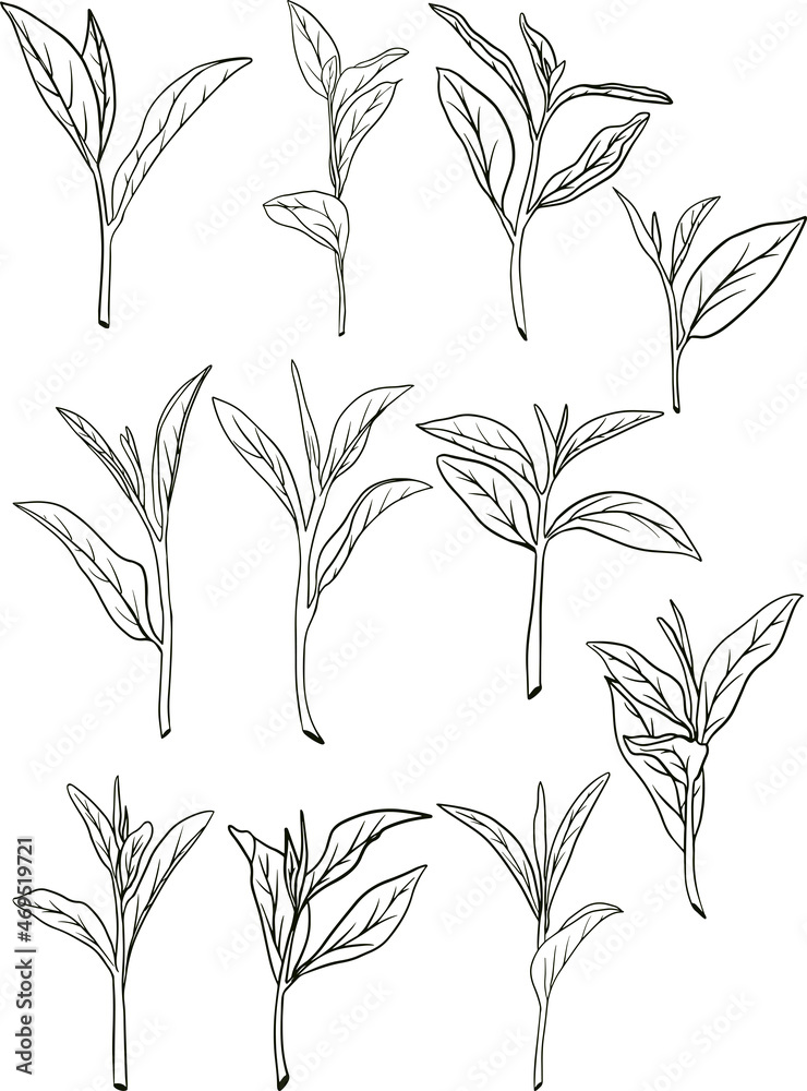 Tea collection elements in graphic style, hand-drawn vector ...