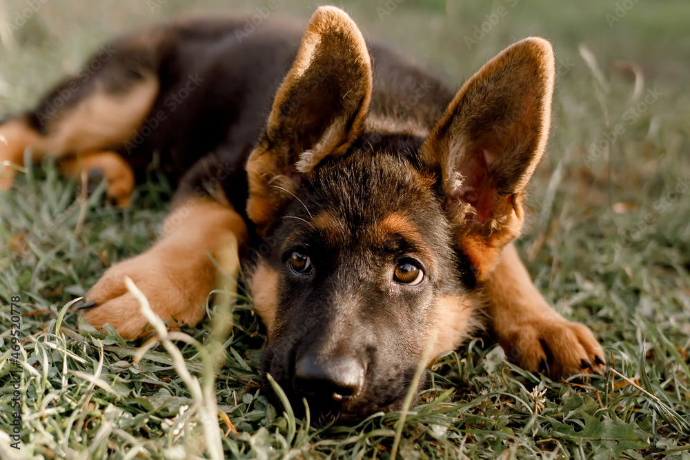 Sad German Shepherd Puppy