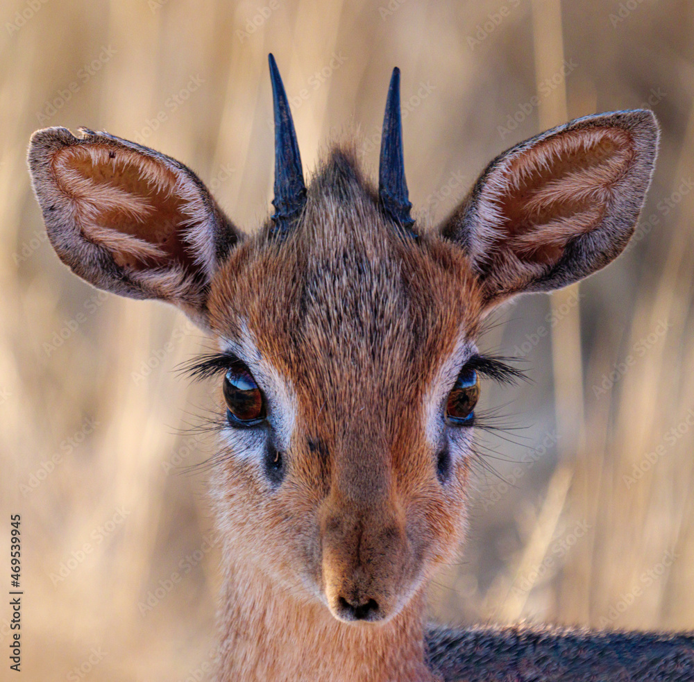 Dik-dik in Okonjima (Namibia). A dik-dik is the name for any of four ...