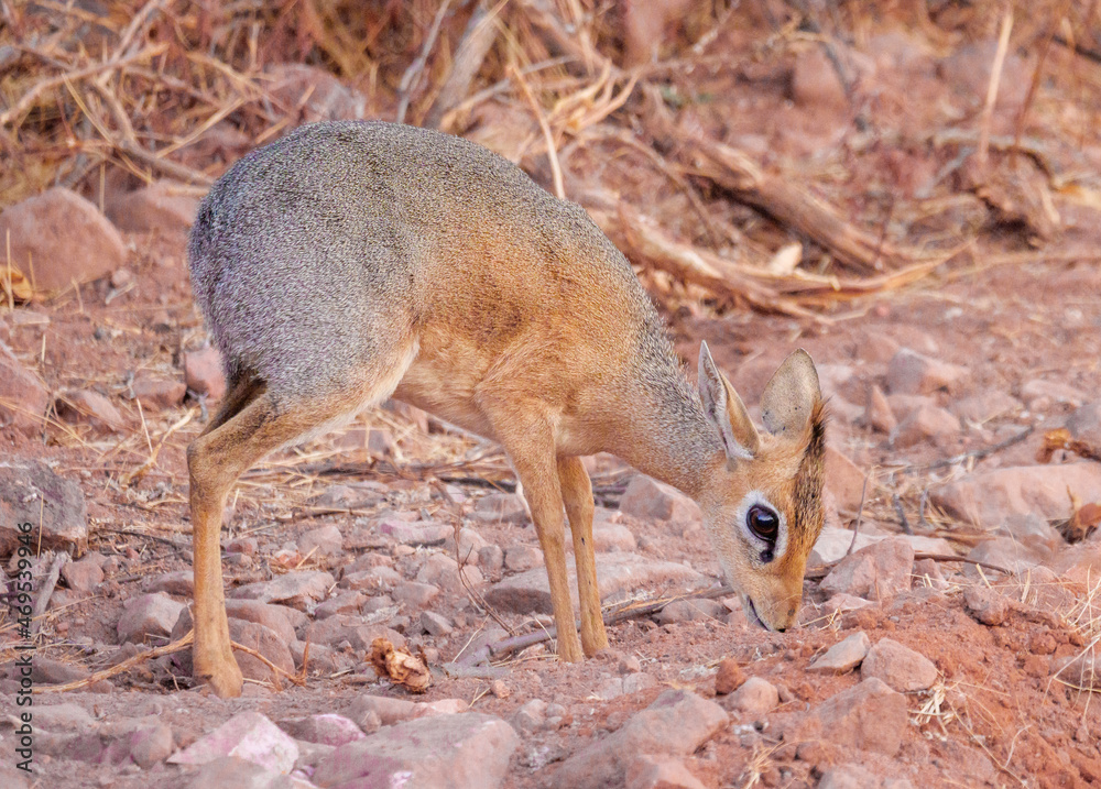 Dik-dik in Okonjima (Namibia). A dik-dik is the name for any of four ...