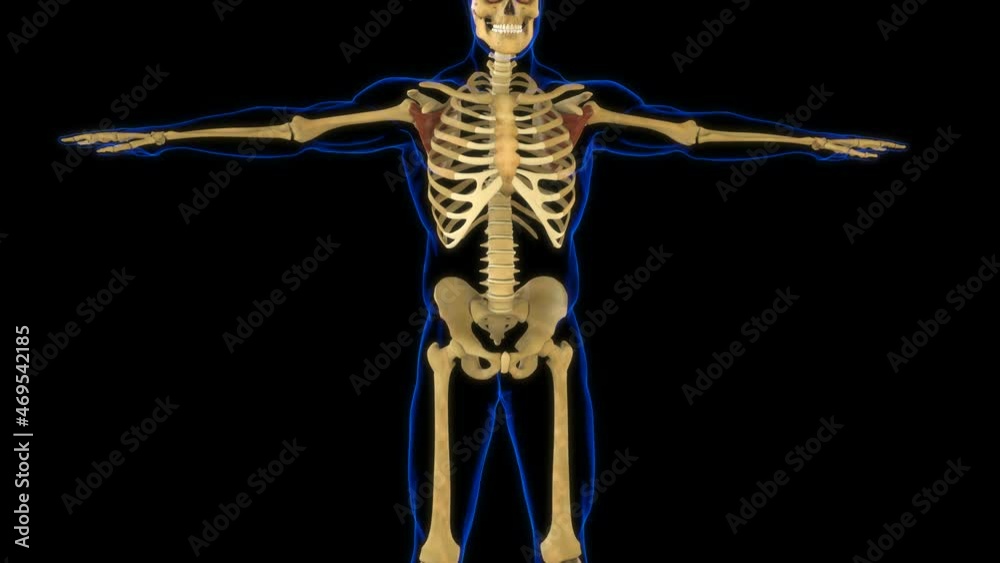 Subscapularis Muscle Anatomy For Medical Concept 3D animation Stock ...