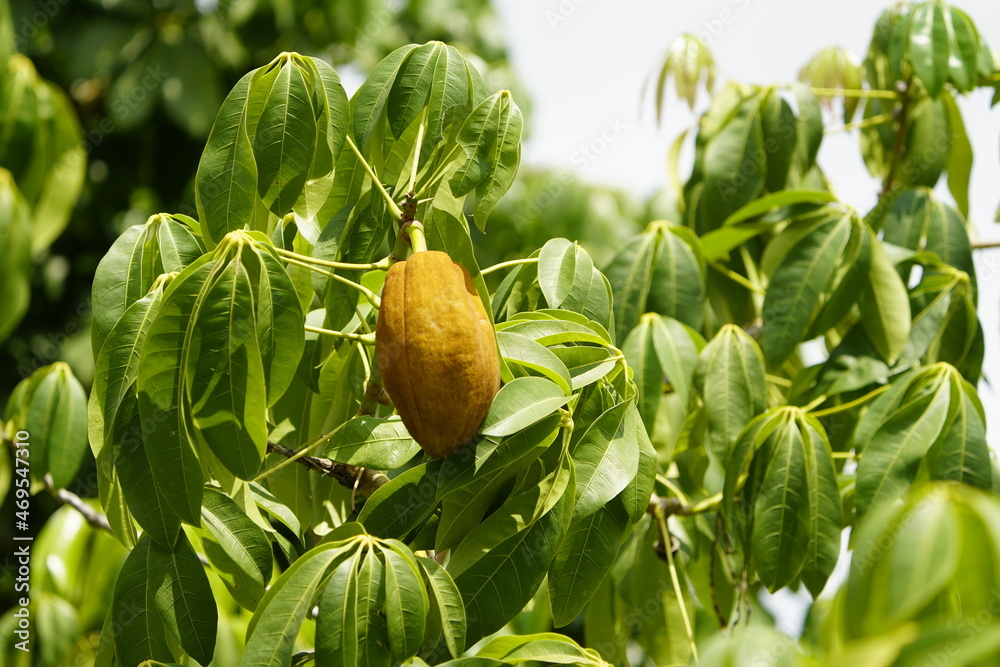 Pachira aquatica is a tropical wetland tree of the mallow family ...