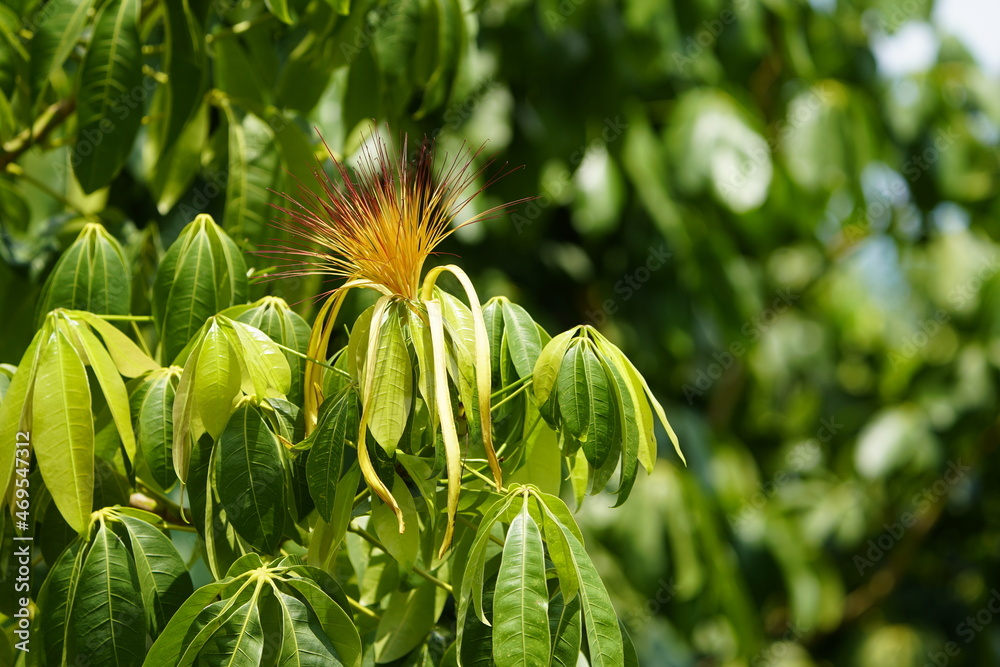 Flower of Pachira aquatica, is a tropical wetland tree of the mallow ...