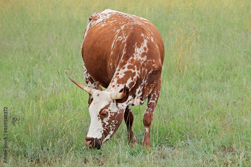 Nguni cow - indigenous cattle breed of South Africa - on rural farm ...