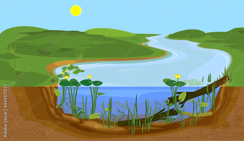 Landscape with cross-section of river. Freshwater river biotope with ...