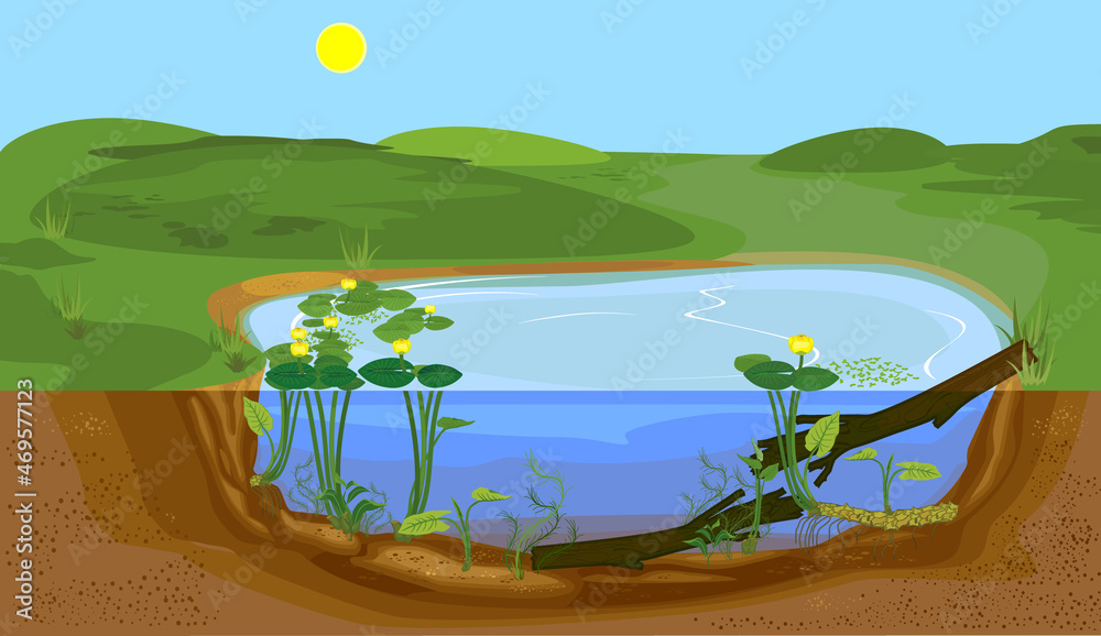 Abstract cartoon landscape with split level freshwater pond. Biotope ...