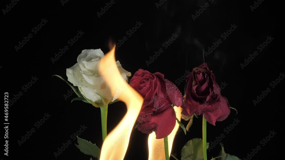 Two red roses and white rose inside the black room with the flame ...