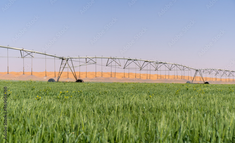 Irrigation of wheat in the Saudi desert. Shaqraa, Saudi Arabia Stock ...