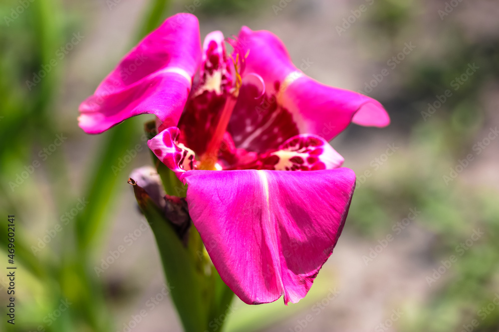Beautiful rare pink tigridia flower top view in summer botanical garden ...