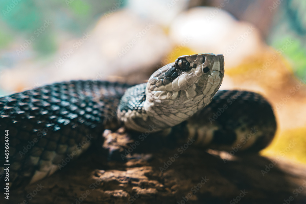 Venomous Snake Close Up |50 Mega Pixel Close Up | Sony Alpha 1 Stock ...