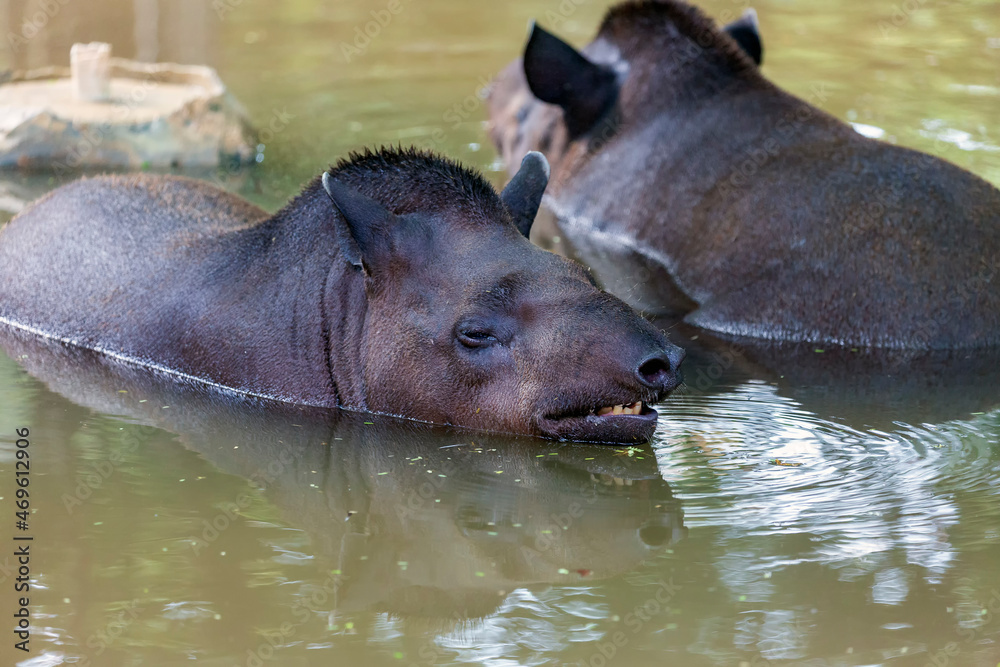 Group of south American tapirs (Tapirus terrestris), also known as the ...