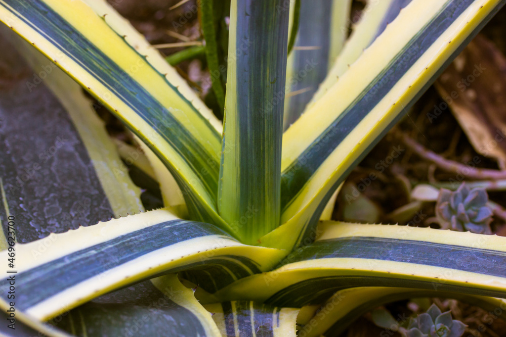 Agave century plant variegated on plantation. Huge green leaves, yellow ...