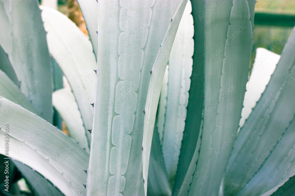 Giant blue-green agave leaves with sharp spines. Growing flowers ...
