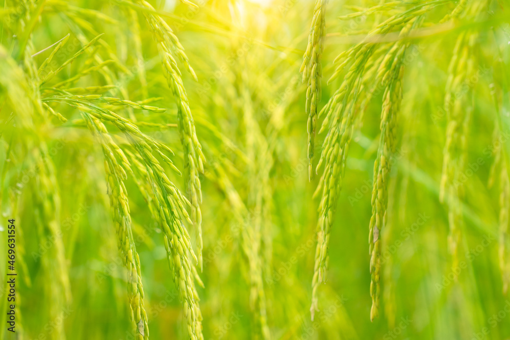 Selective focus on ear of rice on green background. Green paddy field ...