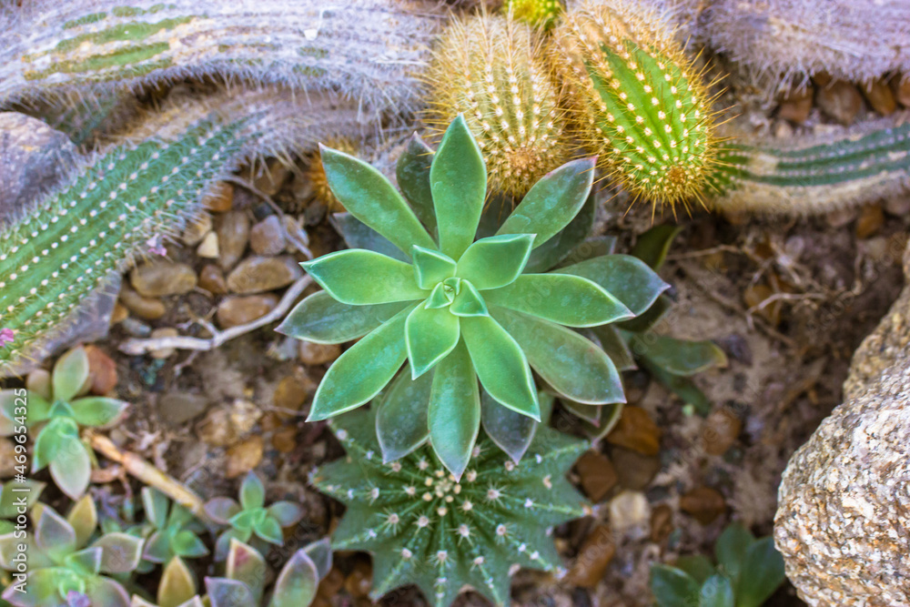 Cactus in botanical garden. Cactuses view from above. Group of ...