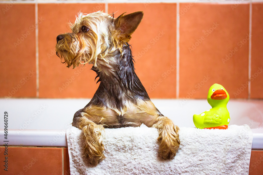 Funny wet dog standing in a bathtub next to a little rubbery green duck ...