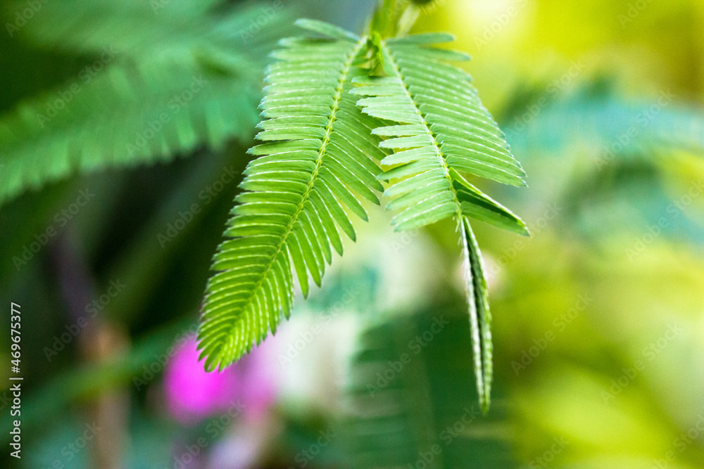 Mimosa pudica green leaves. Shy plant called sensitive, sleepy, action ...