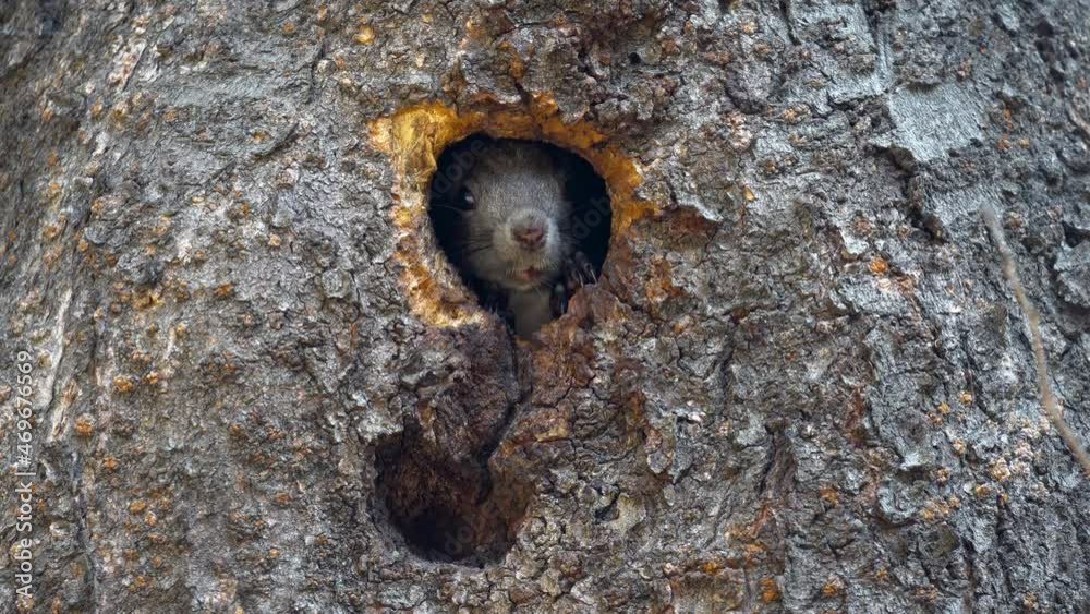 Korean tree squirrel (Sciurus Vulgaris Coreae) popping its head out of ...