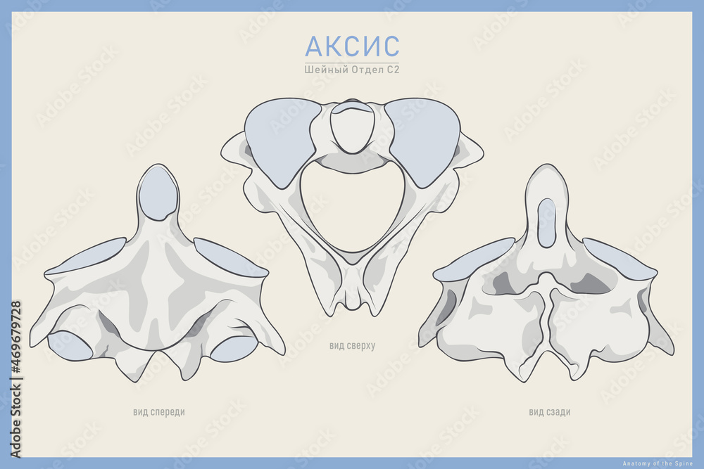 Anatomy of the Second Cervical Vertebra. Axis C2 Anterior, Posterior ...