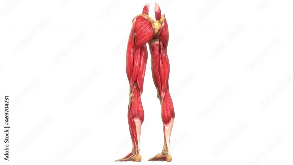 Human Body Muscular System Leg Muscles Anatomy Animation Concept Stock ...