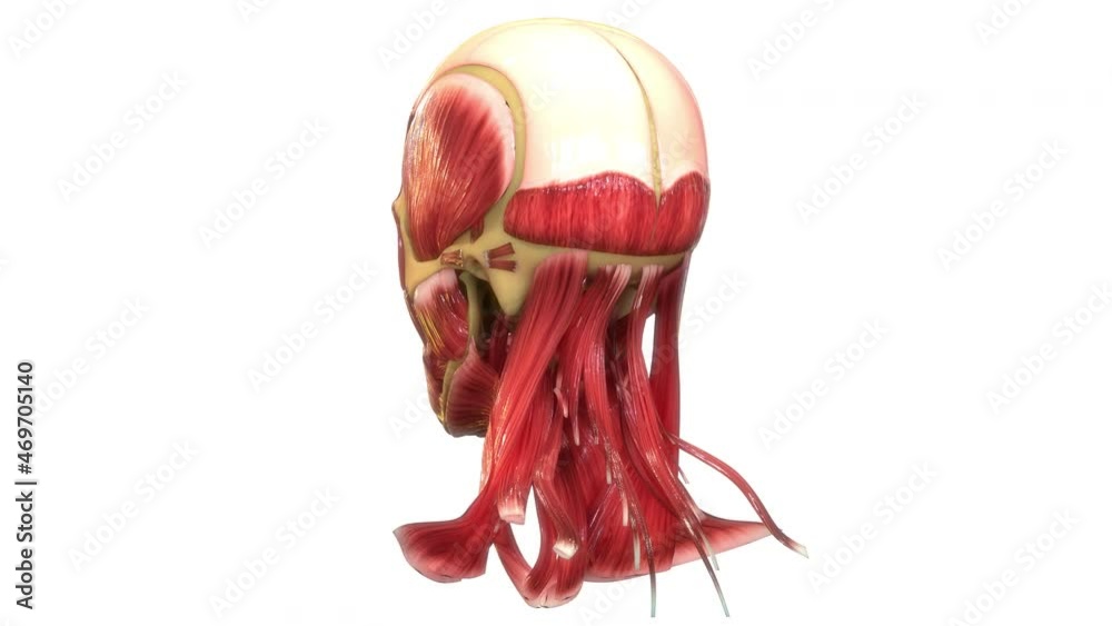 Human Body Muscular System Head Muscles Anatomy Animation Concept vídeo ...