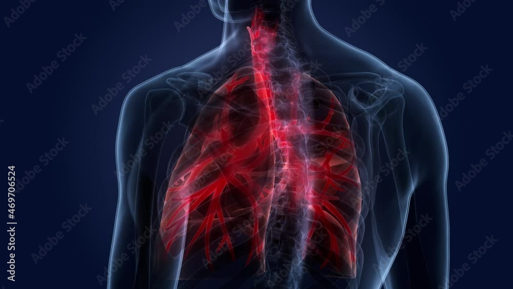 Human Respiratory System Lungs Anatomy Animation Concept Stock Video ...
