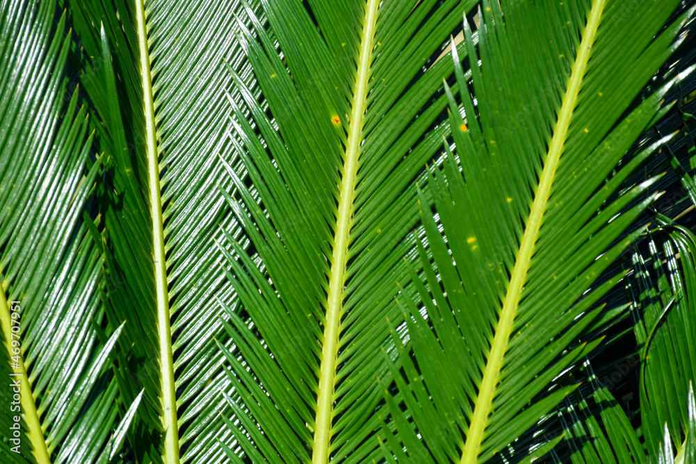 Long Narrow Spiky Green Sago palm Cycas revoluta, leaves Stock Photo ...
