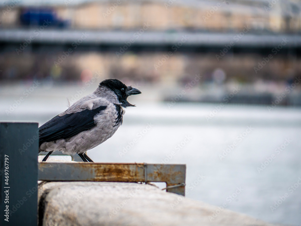 gray crow or hooded crow sitting on the parapet of concrete blocks of ...