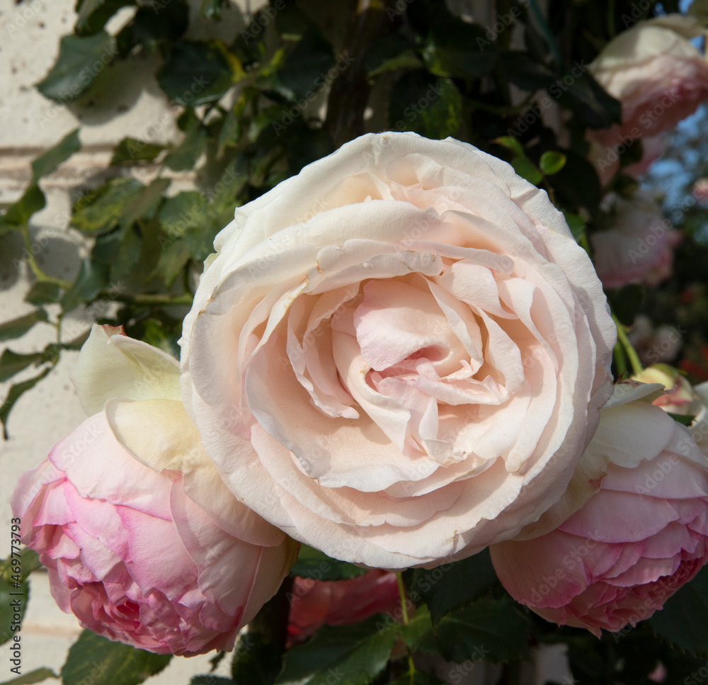 Spring flowers. Roses blossom in the garden. Closeup view of climbing ...