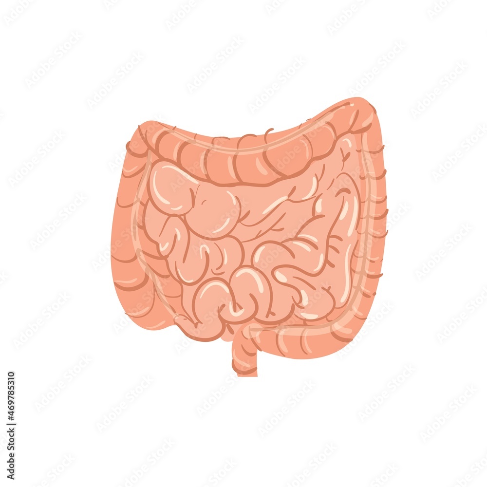 Cartoon flat person intestines isolated on empty background-health care ...