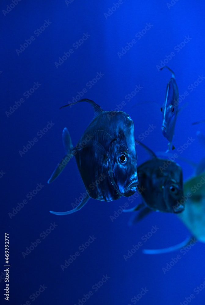 Selene fish Atlantic moonfish swarm in blue water ocean aquarium nature ...