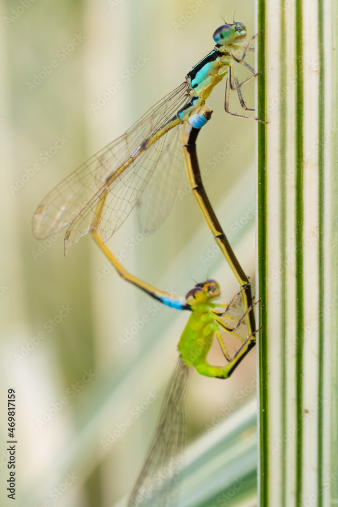 inseto macro libelula colorida Stock Photo | Adobe Stock