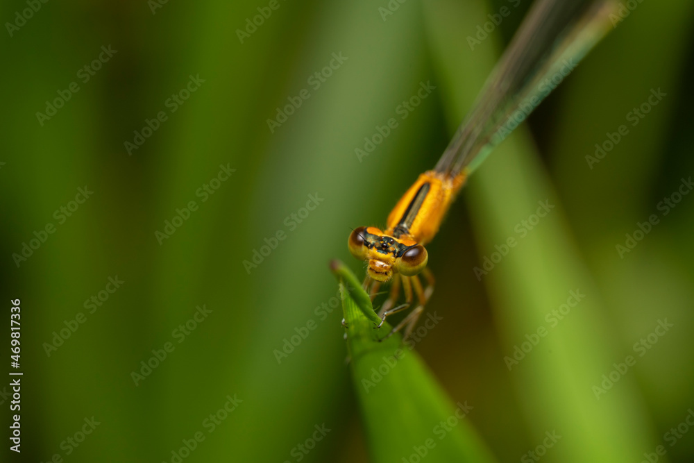inseto macro libelula colorida Stock Photo | Adobe Stock