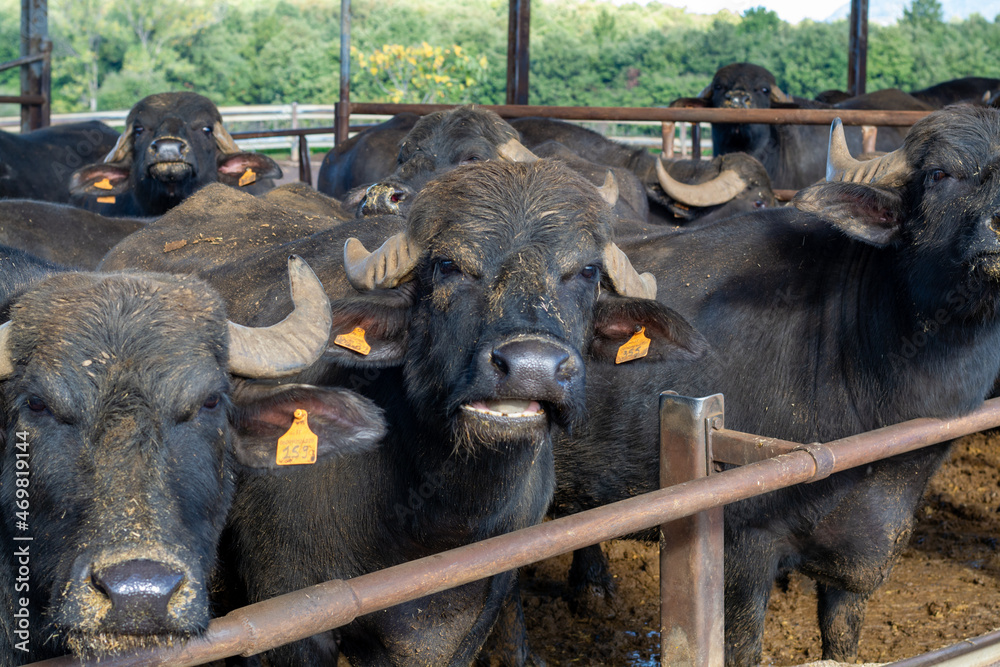 Mediterranea Italiana buffalo raised on Italian cheese farm for ...