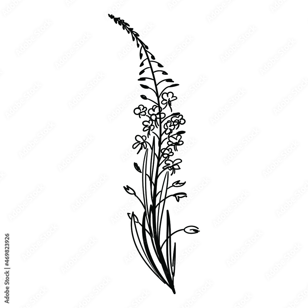 Fireweed, willowherb, bombweed. Chamaenerion angustifolium flower with ...