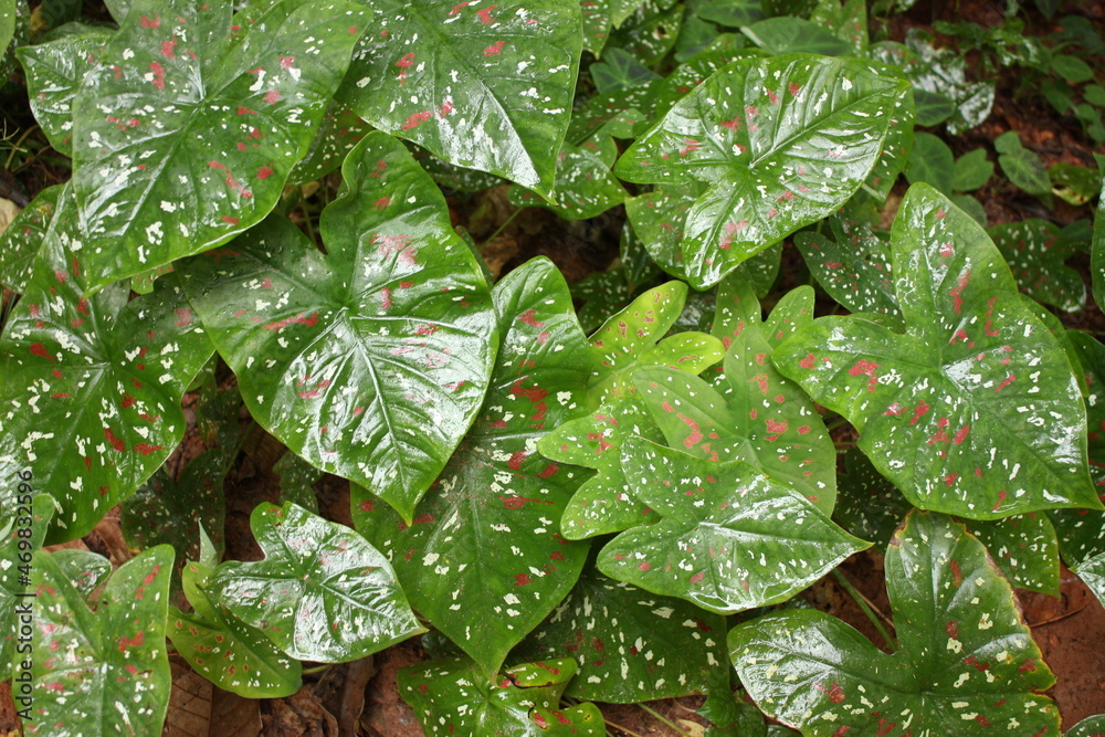 rain droplets on a colorful caladium plants in the rain forest of boca ...