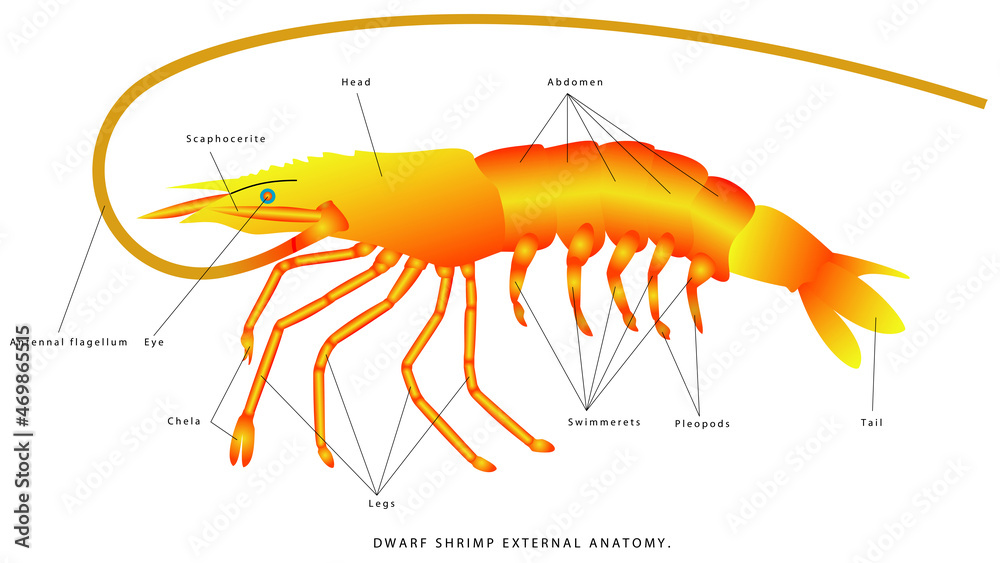 Shrimp anatomy. Dwarf Shrimp External Anatomy. Zoology. Animal ...