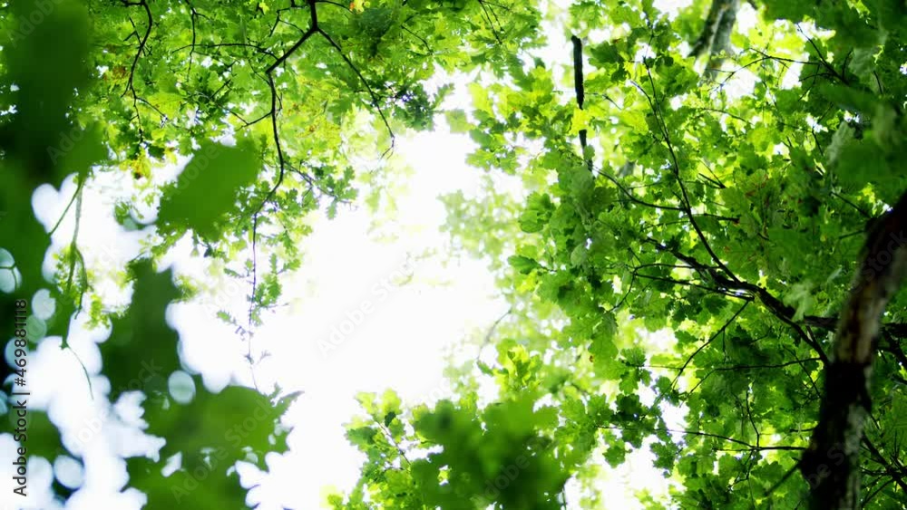 Oak tree in the forest. Large oak tree looking up through a forest ...