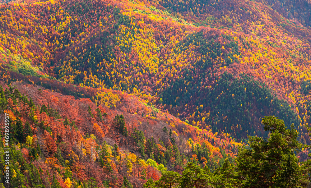 Autumn details and textures with orange, yellow and red color shades ...
