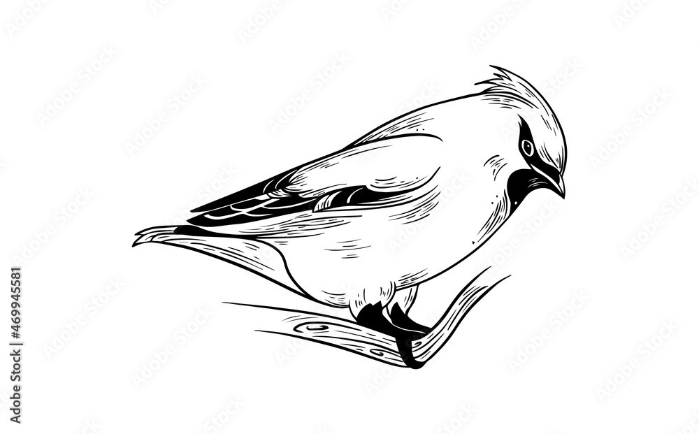Waxwing Bird Beautiful Illustration Black And White Vector Stock