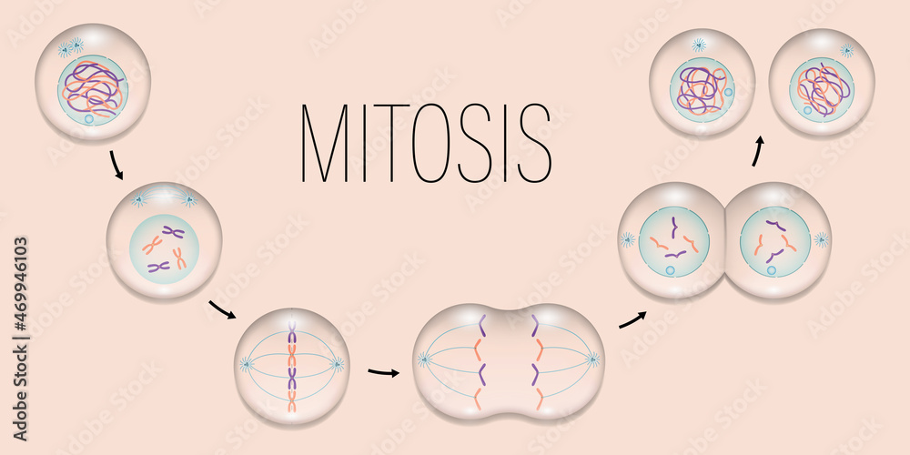 MITOSIS. Prophase, Metaphase, Anaphase, and Telophase. Cell division ...