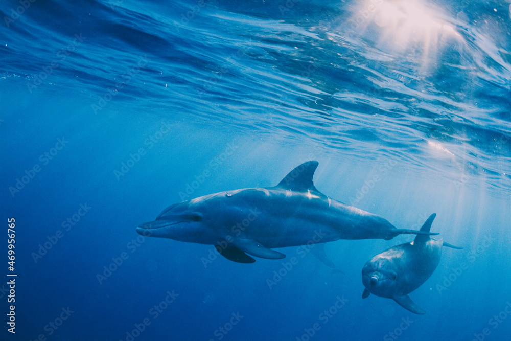 Delfines en el azul foto de Stock | Adobe Stock